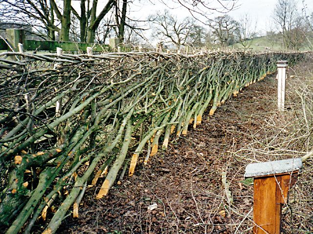 Hedgelaying - Peak Traditional Fencing